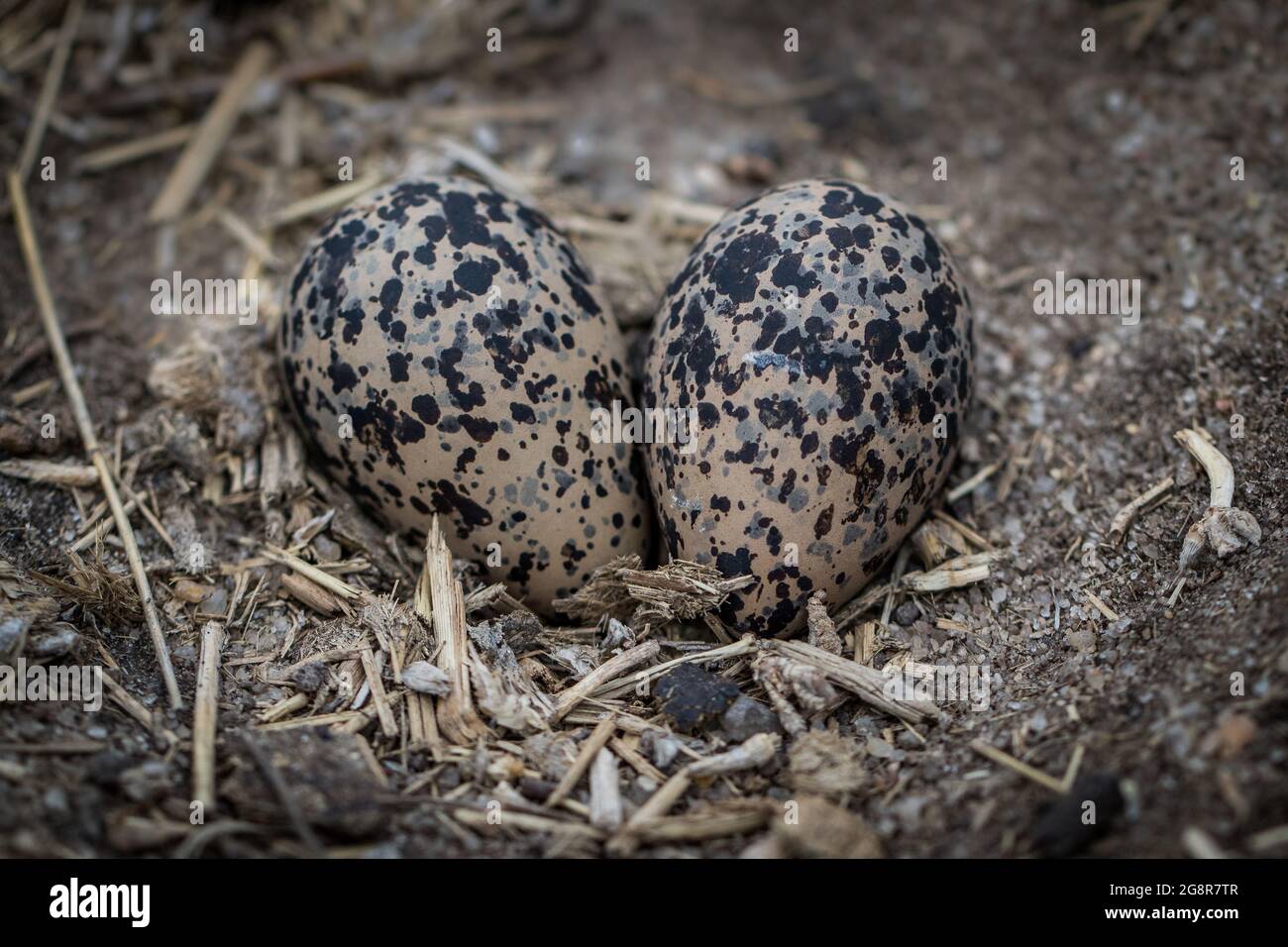 Two eggs in a nest on the ground Stock Photo - Alamy