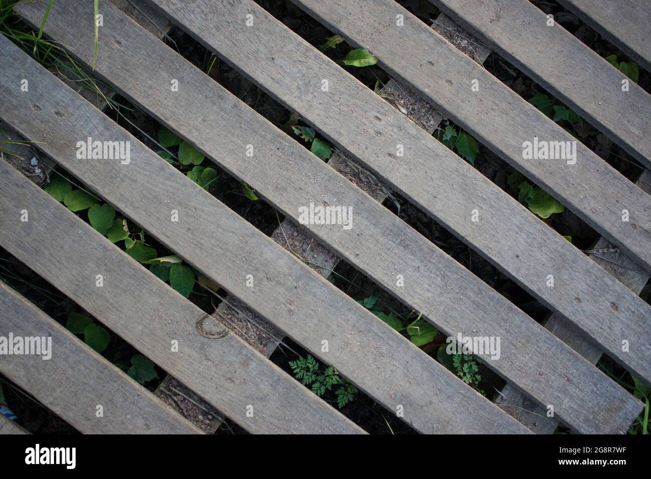 A wooden construction pallet is lying on the grass. Wood texture on the ...