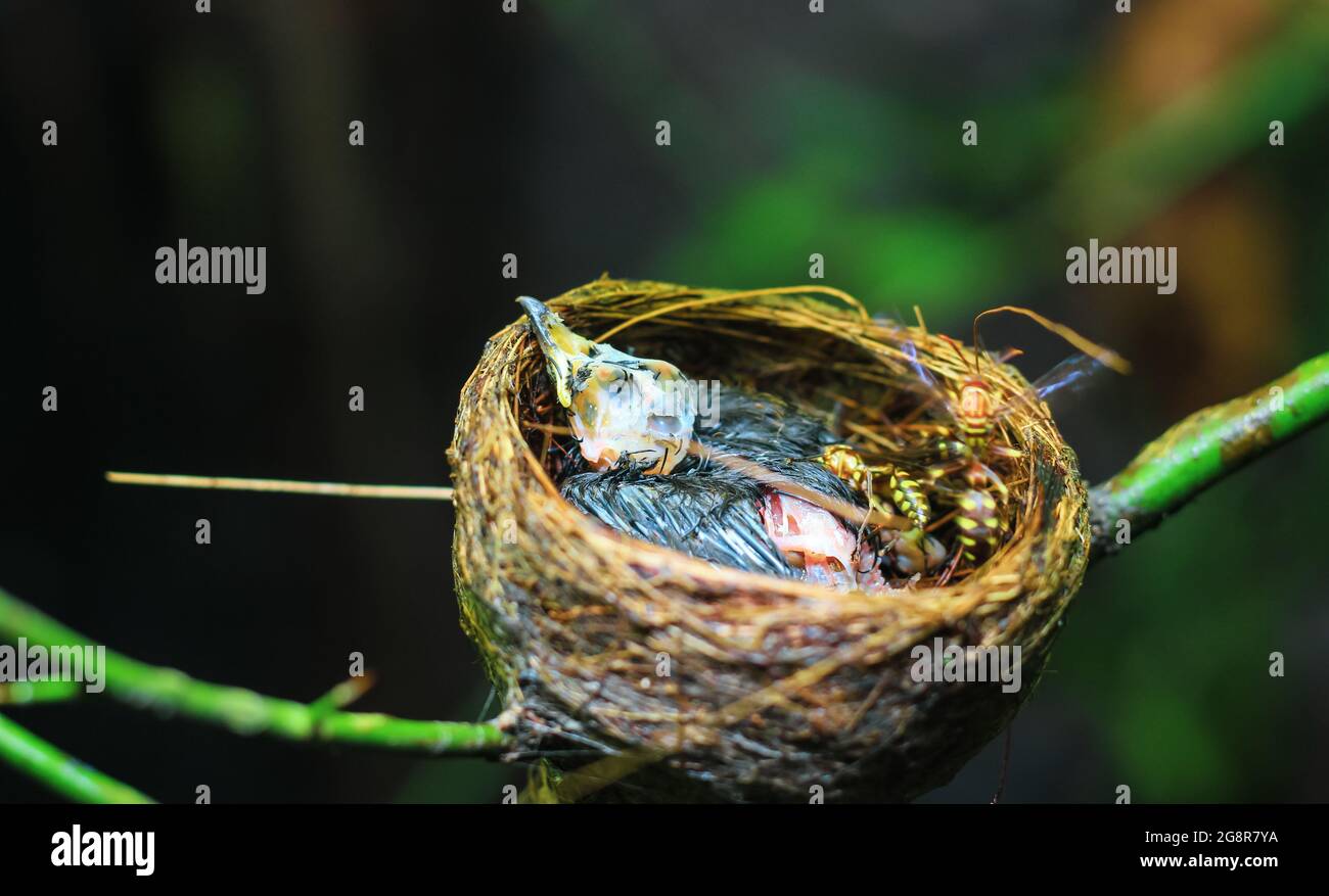 The remains of the baby bird died inside its nest. The baby bird died ...