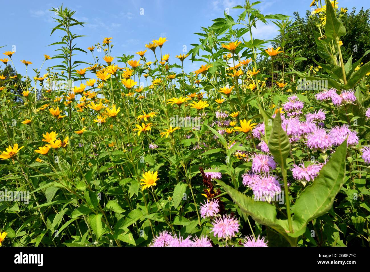 Landscape photo of a prairie with yellow sunflowers (Helianthus) and ...