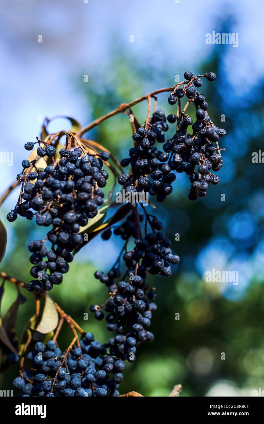 Vertical shot of drying black grapes on a vine Stock Photo - Alamy