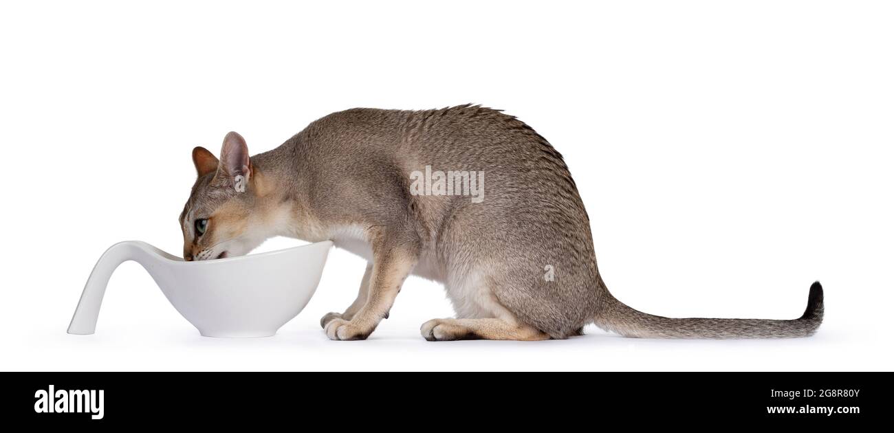 Handsome young adult Singapura cat, sitting side ways drinking from ...