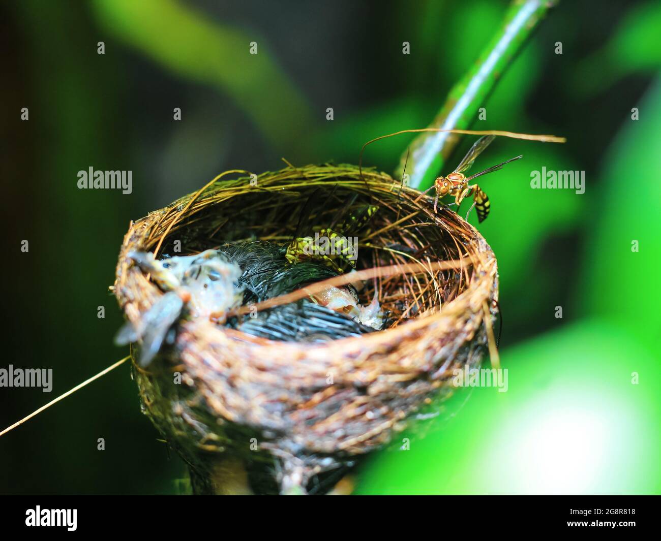 The remains of the baby bird died inside its nest. The baby bird died ...