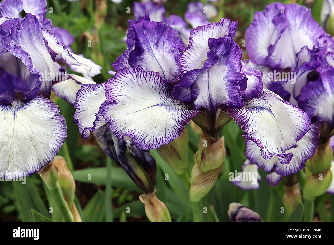 Iris ‘Art Deco’ (TB) Tall bearded iris White falls, wide purple edges ...