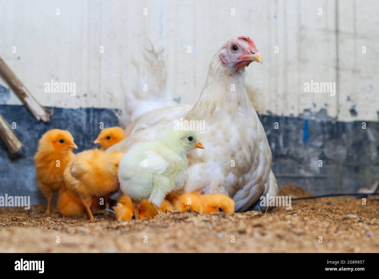 Adorable baby animals hi-res stock photography and images - Alamy