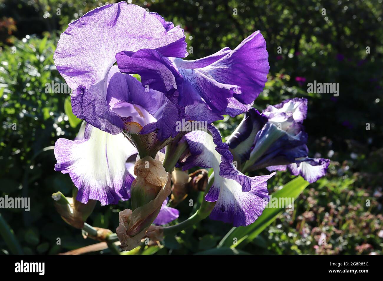 Iris ‘Art Deco’ (TB) Tall bearded iris White falls, wide purple edges ...