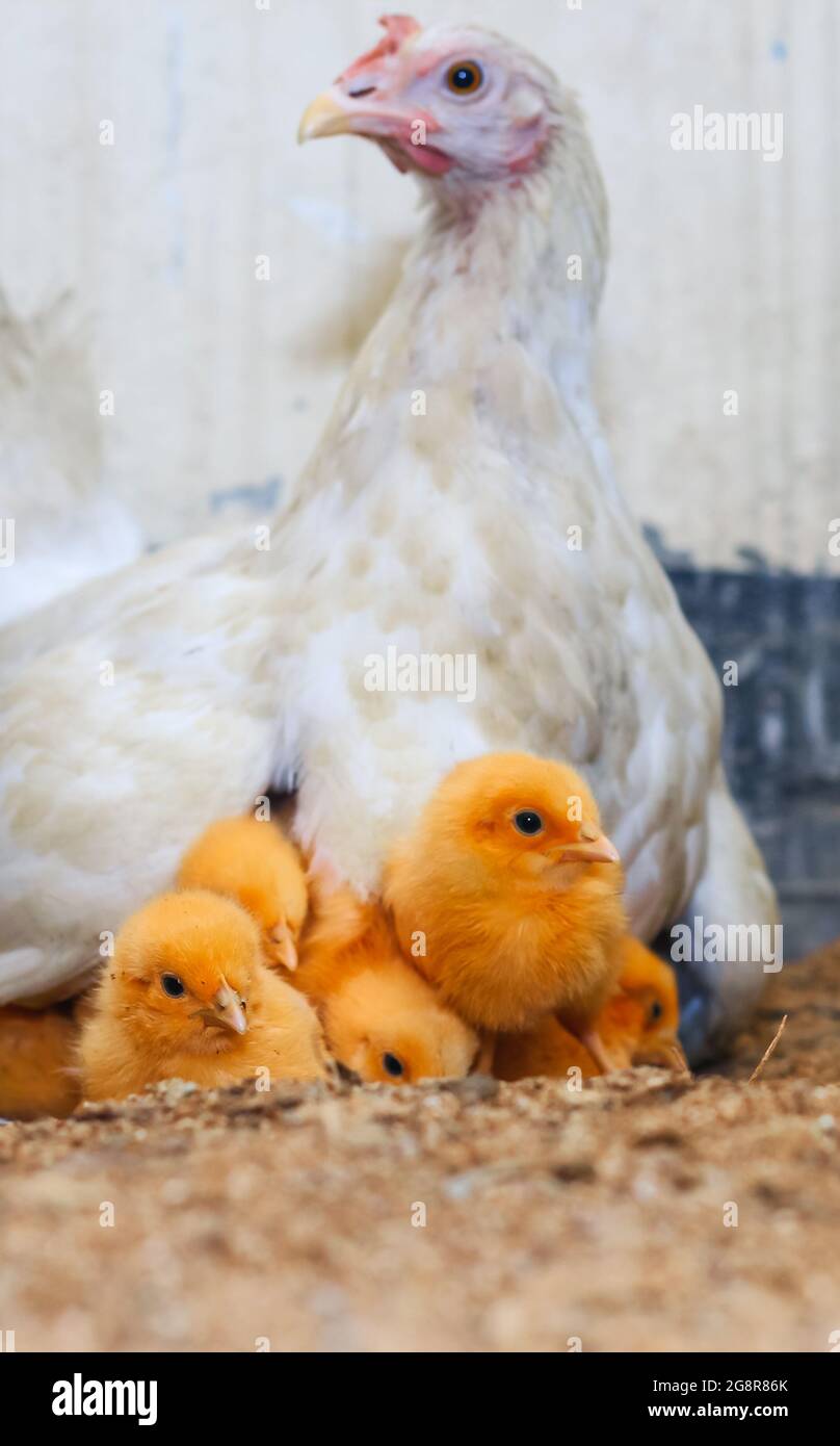 Mother hen with its baby chicken. Adorable baby chicks resting in the ...