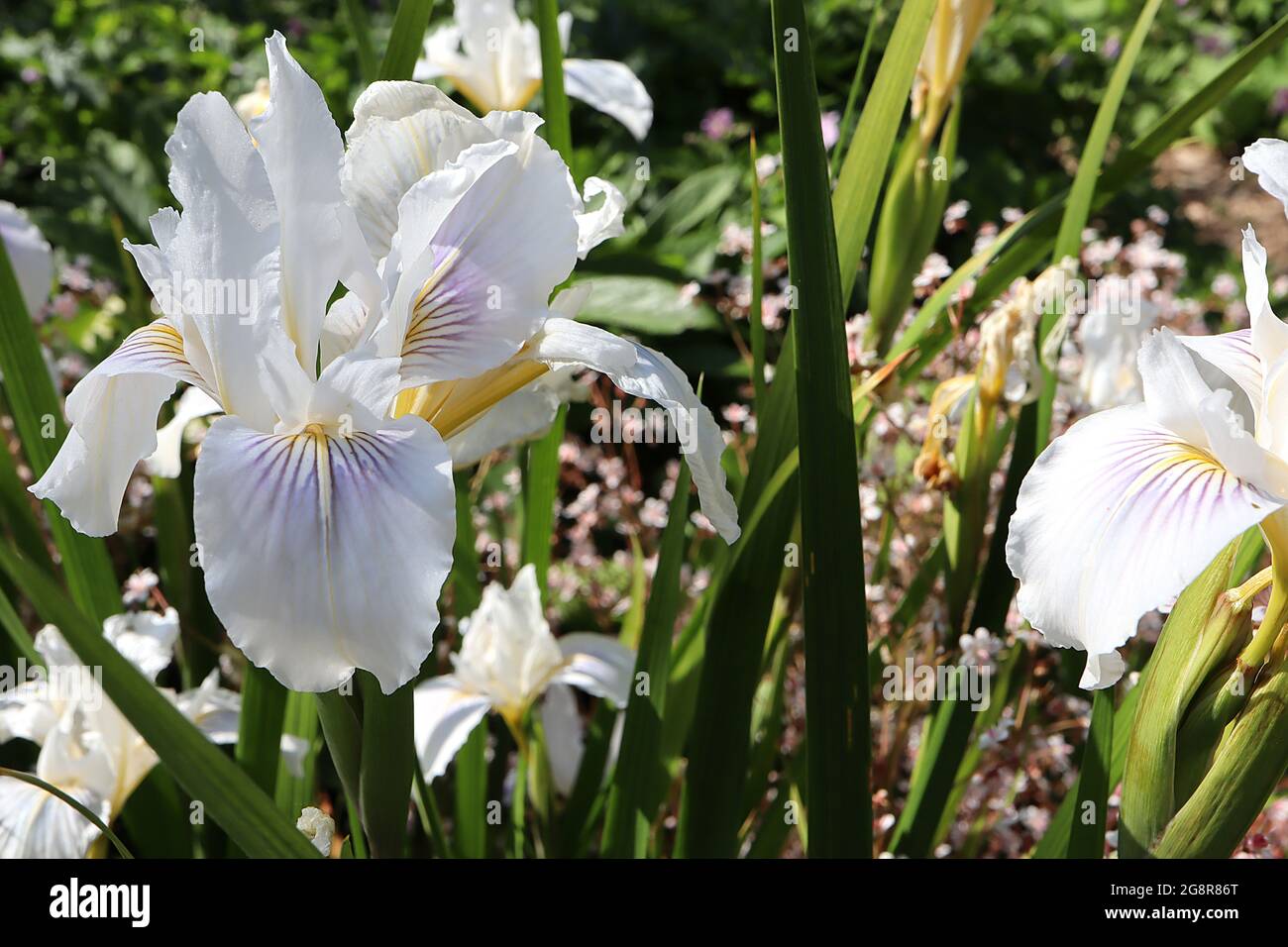 Iris douglasiana (PC) Pacific Coast iris Douglas iris - violet falls ...