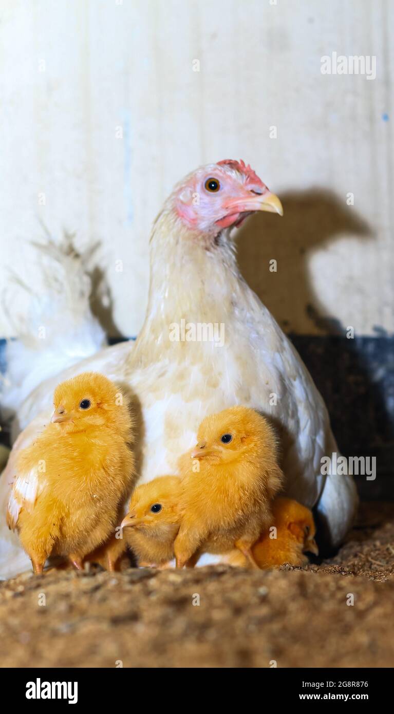 Mother hen with its baby chicken. Adorable baby chicks resting in the ...