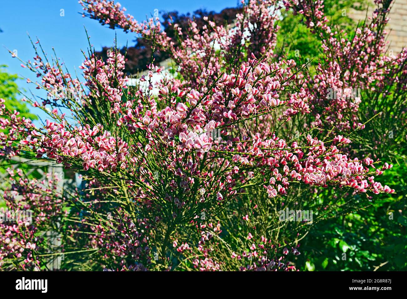 Pink Scotch Broom