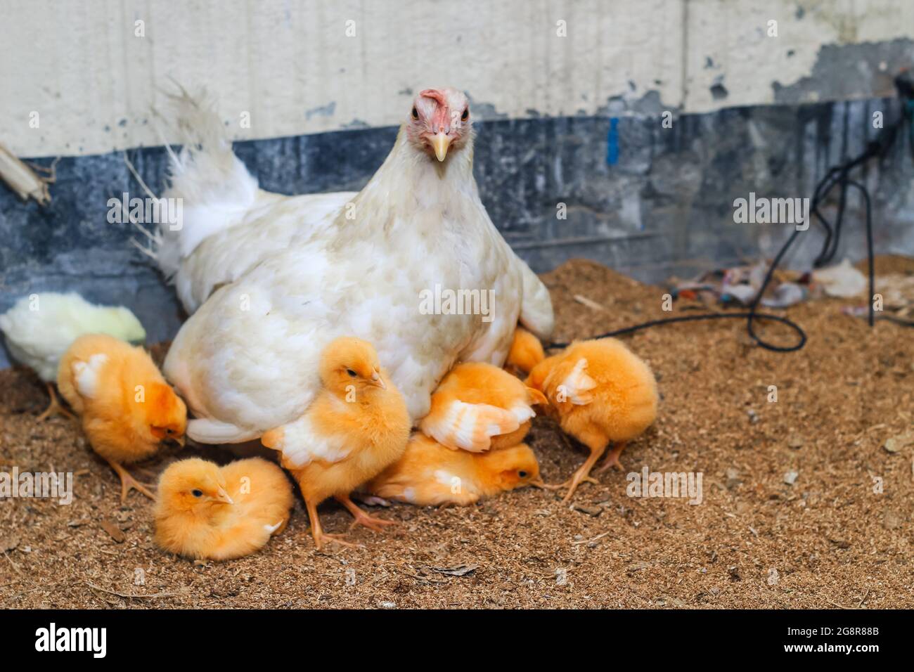 Mother hen with its baby chicken. Adorable baby chicks resting in the ...