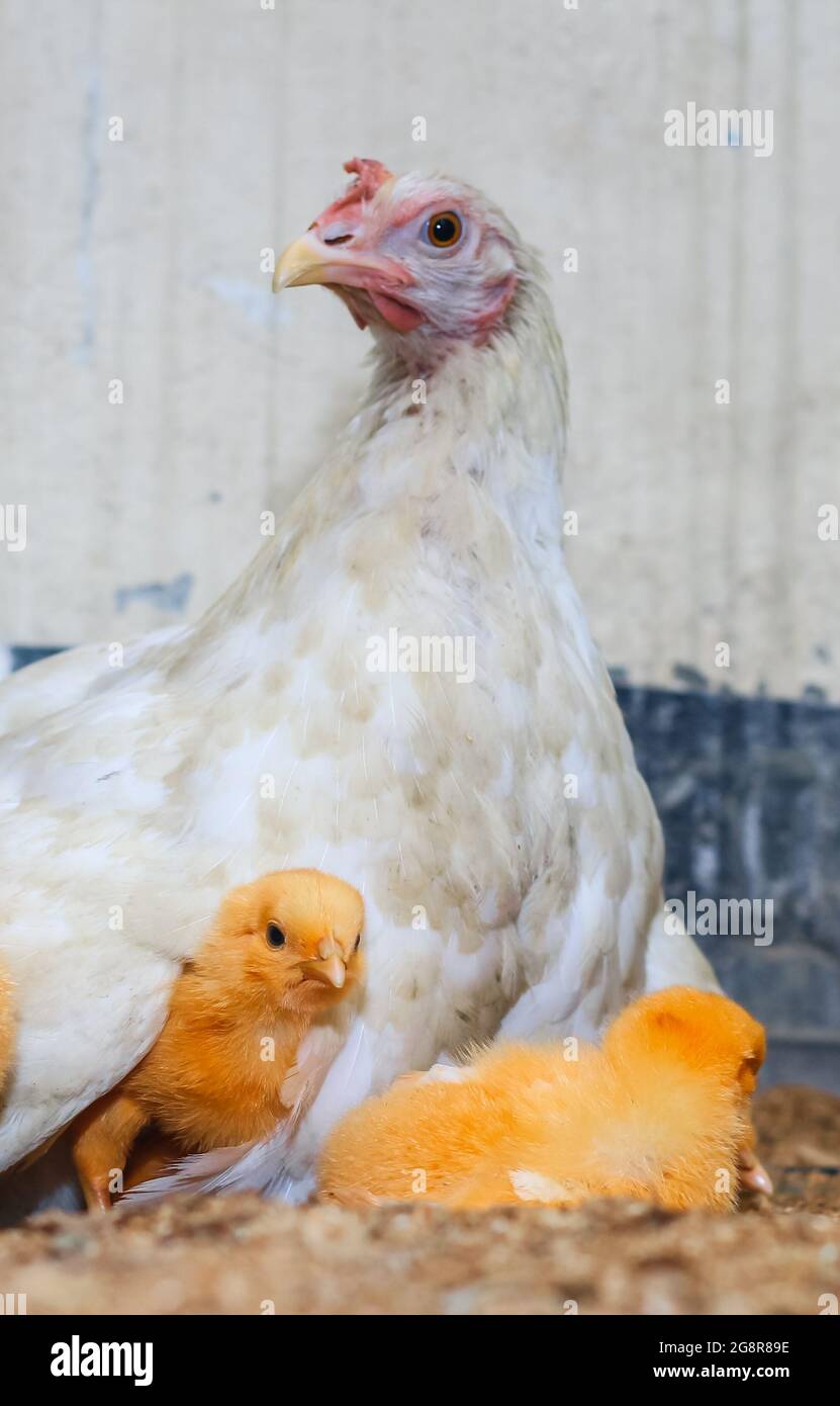 Mother hen with its baby chicken. Adorable baby chicks resting in the ...