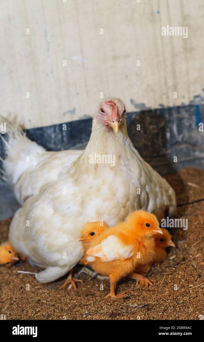 Mother hen with its baby chicken. Adorable baby chicks resting in the ...