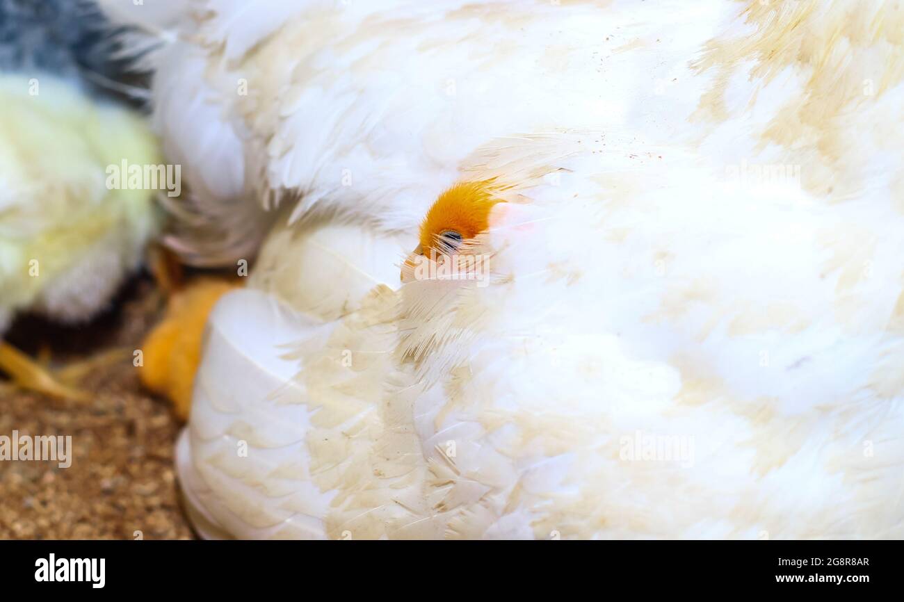 Adorable baby chicks resting in the safety of mother hens feathers ...