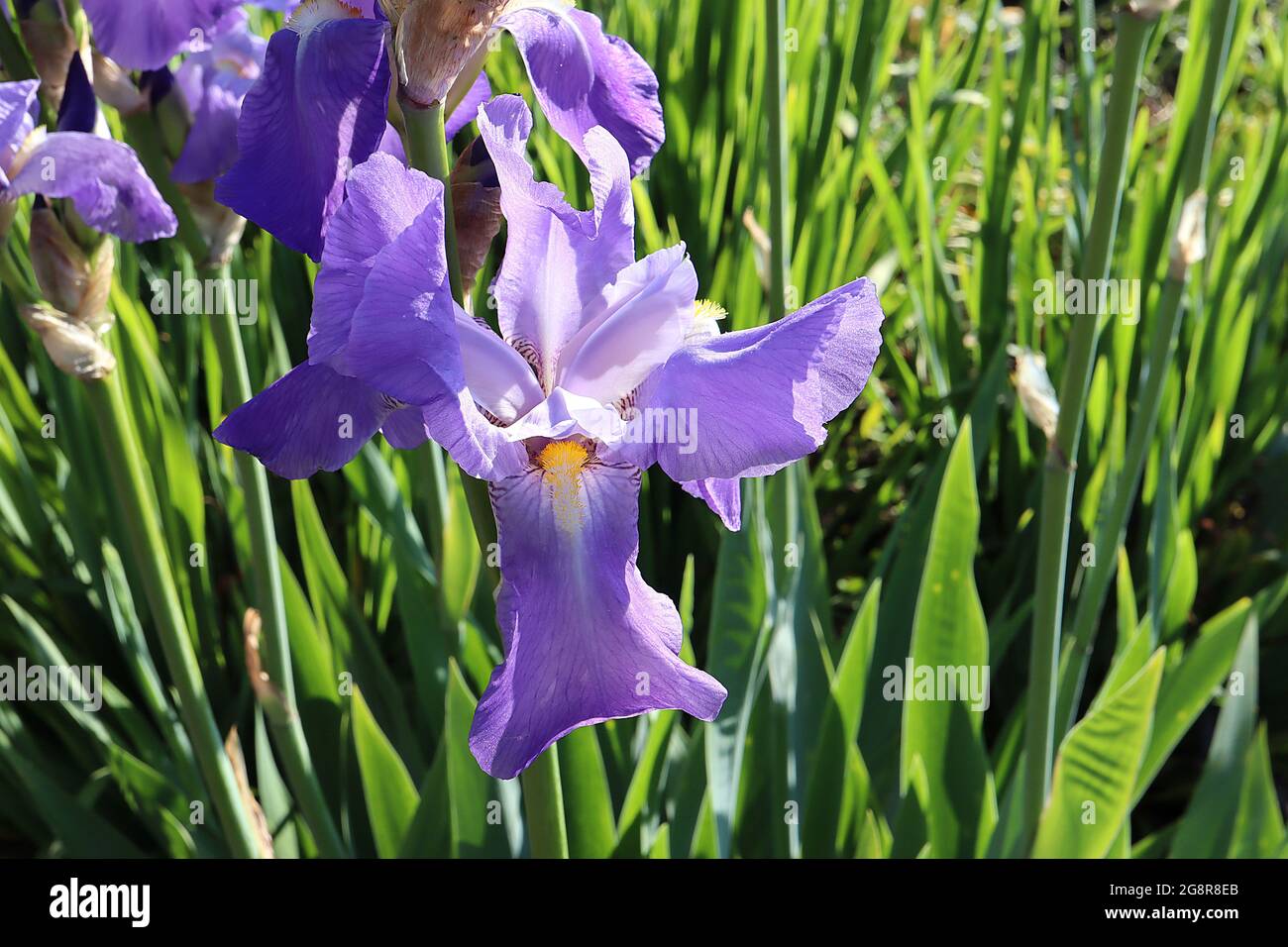 Iris Violacea Grandiflora (TB) Tall bearded iris violet falls and standards, netted base, yellow ...