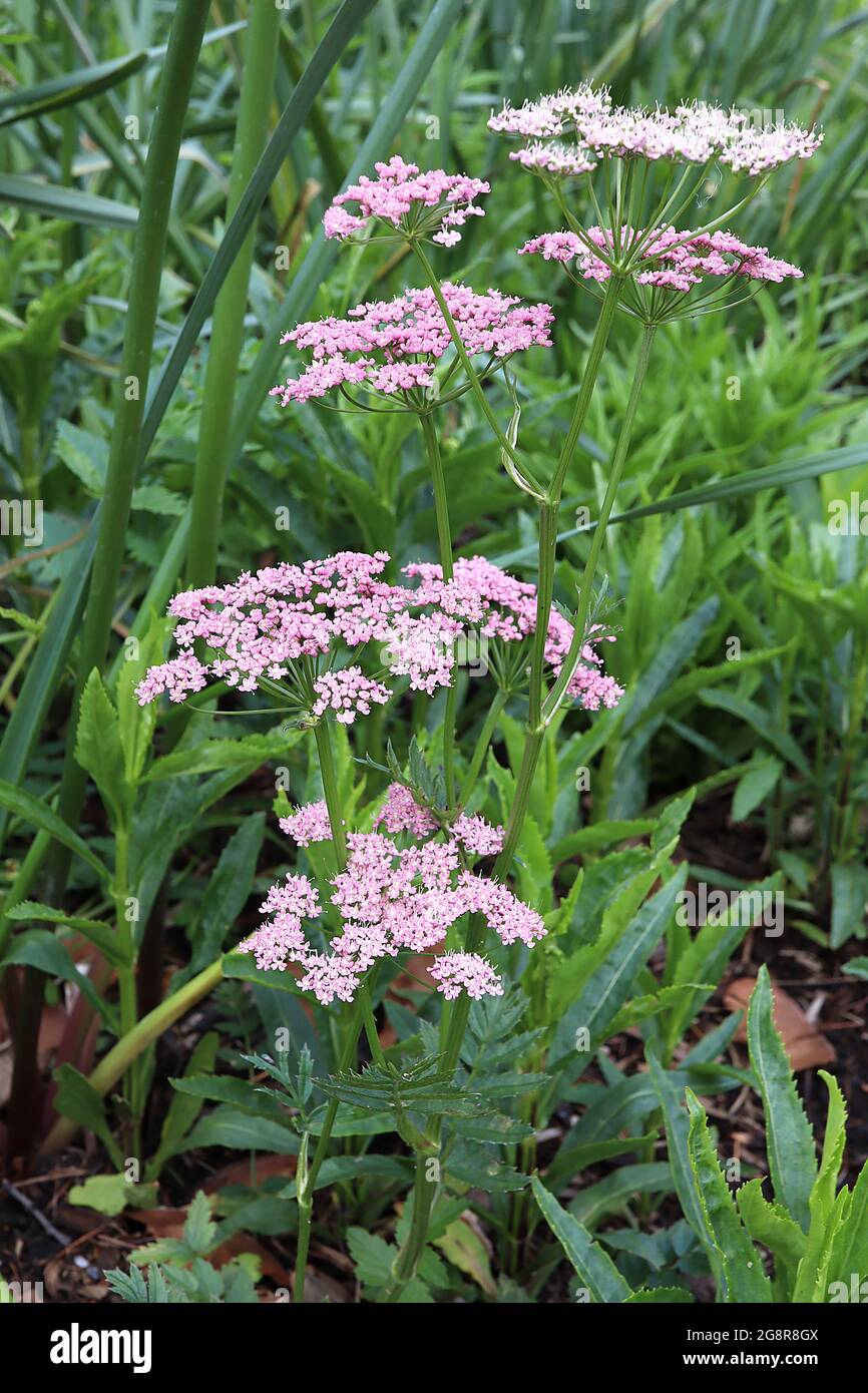 Ligusticum mutellina pink alpine lovage – tiny pink umbellifer clusters ...