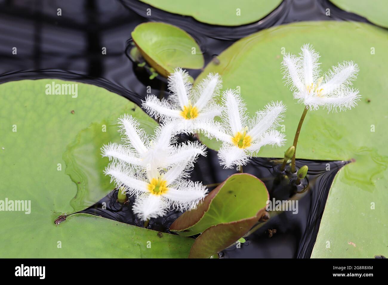 Nymphoides indica / thunbergiana water snowflake – white star-shaped ...