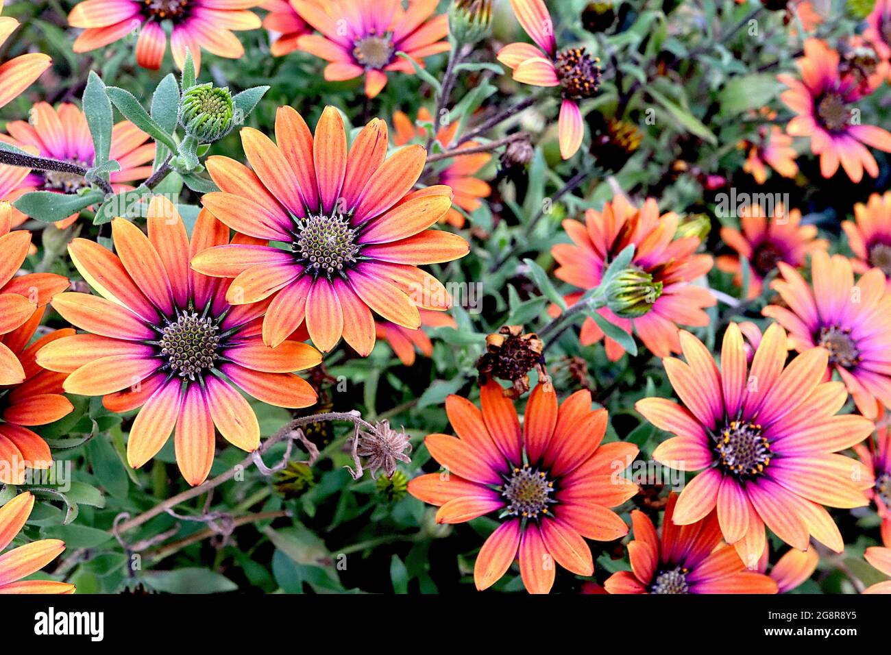 Purple Osteospermum
