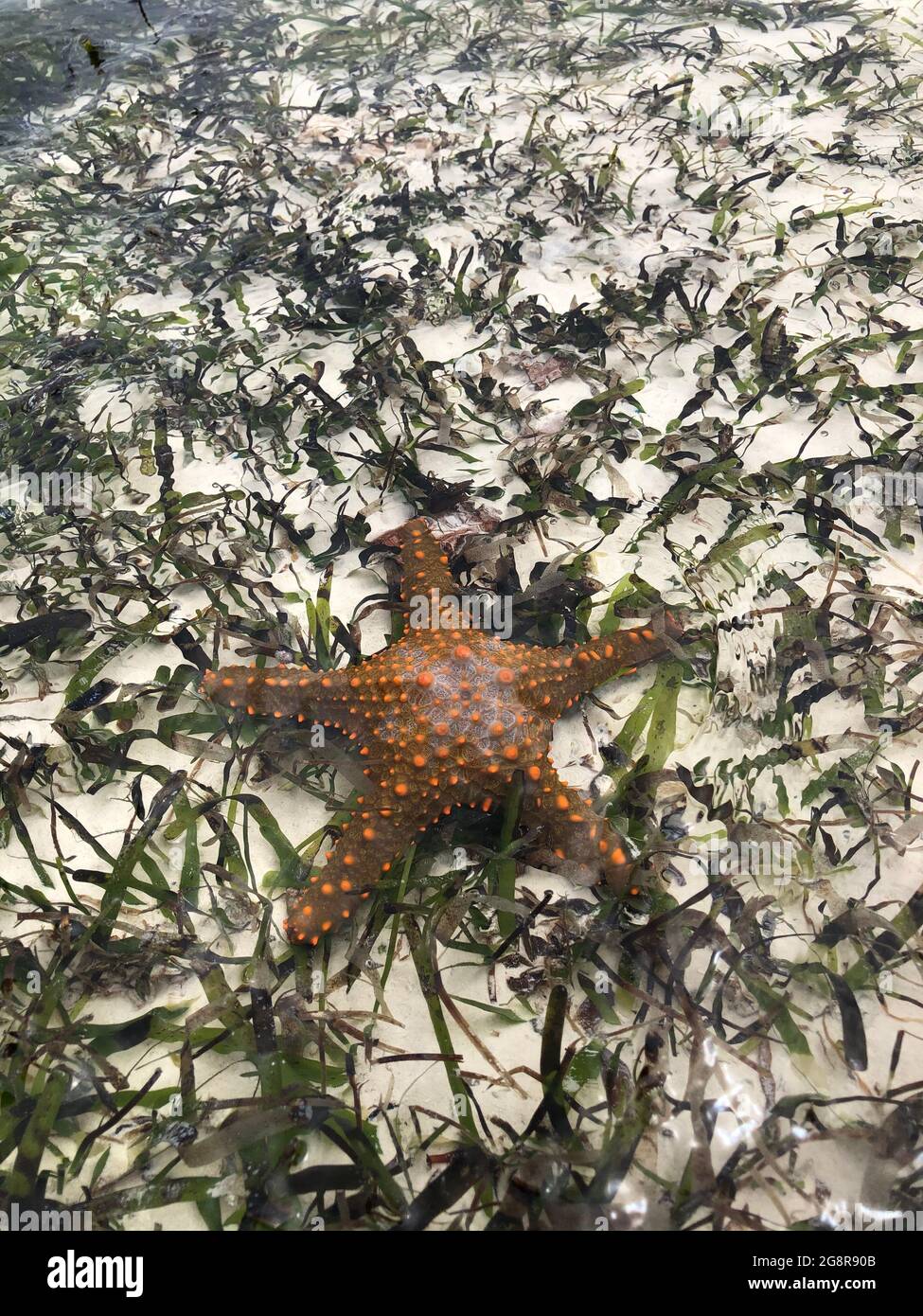 Top view of a starfish on white sand and sea grass in shallow water ...