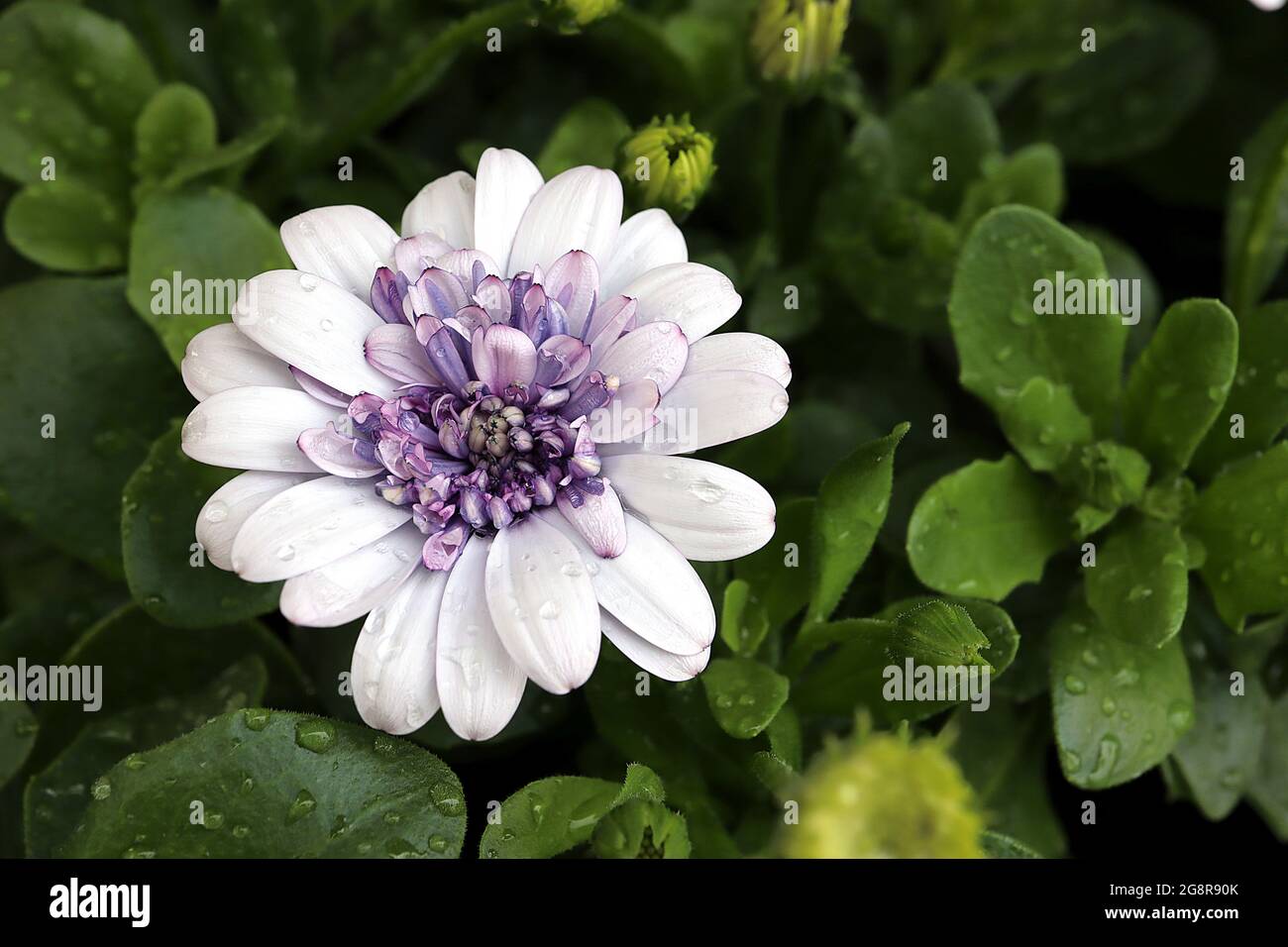 Osteospermum 3D Double Violet Ice African daisy 3D Double Violet Ice ...