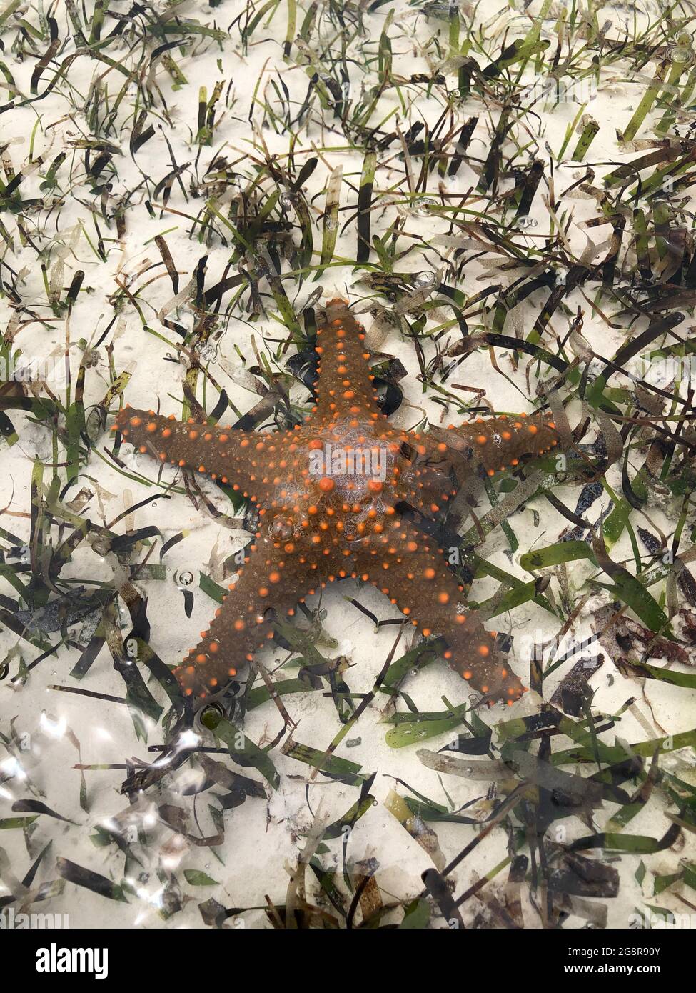 Top view of a starfish on white sand and sea grass in shallow water ...