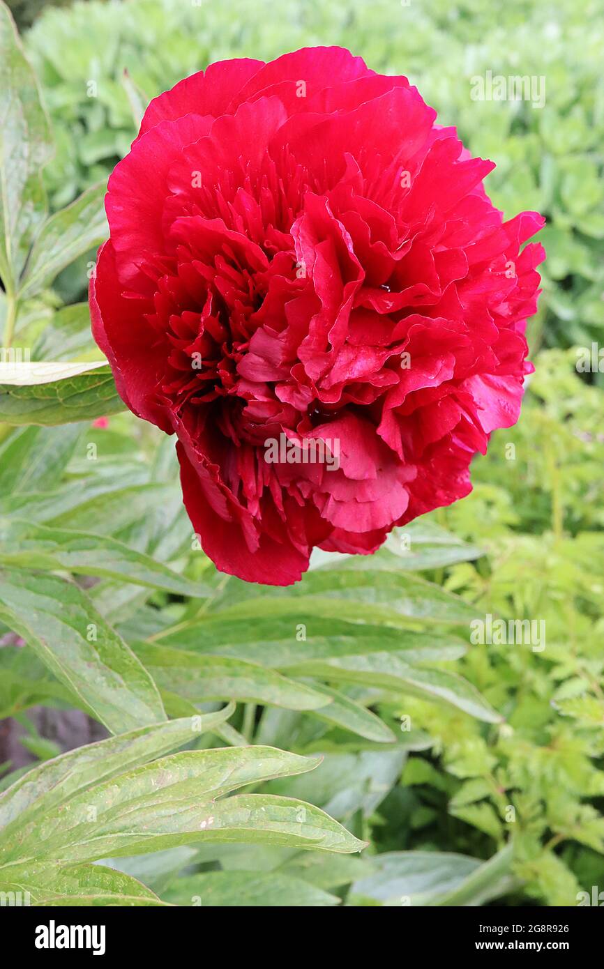 Paeonia officinalis var rubra hi-res stock photography and images - Alamy