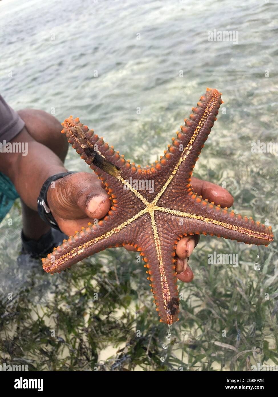A man's hand holds a live, large beautiful and bright starfish in his ...