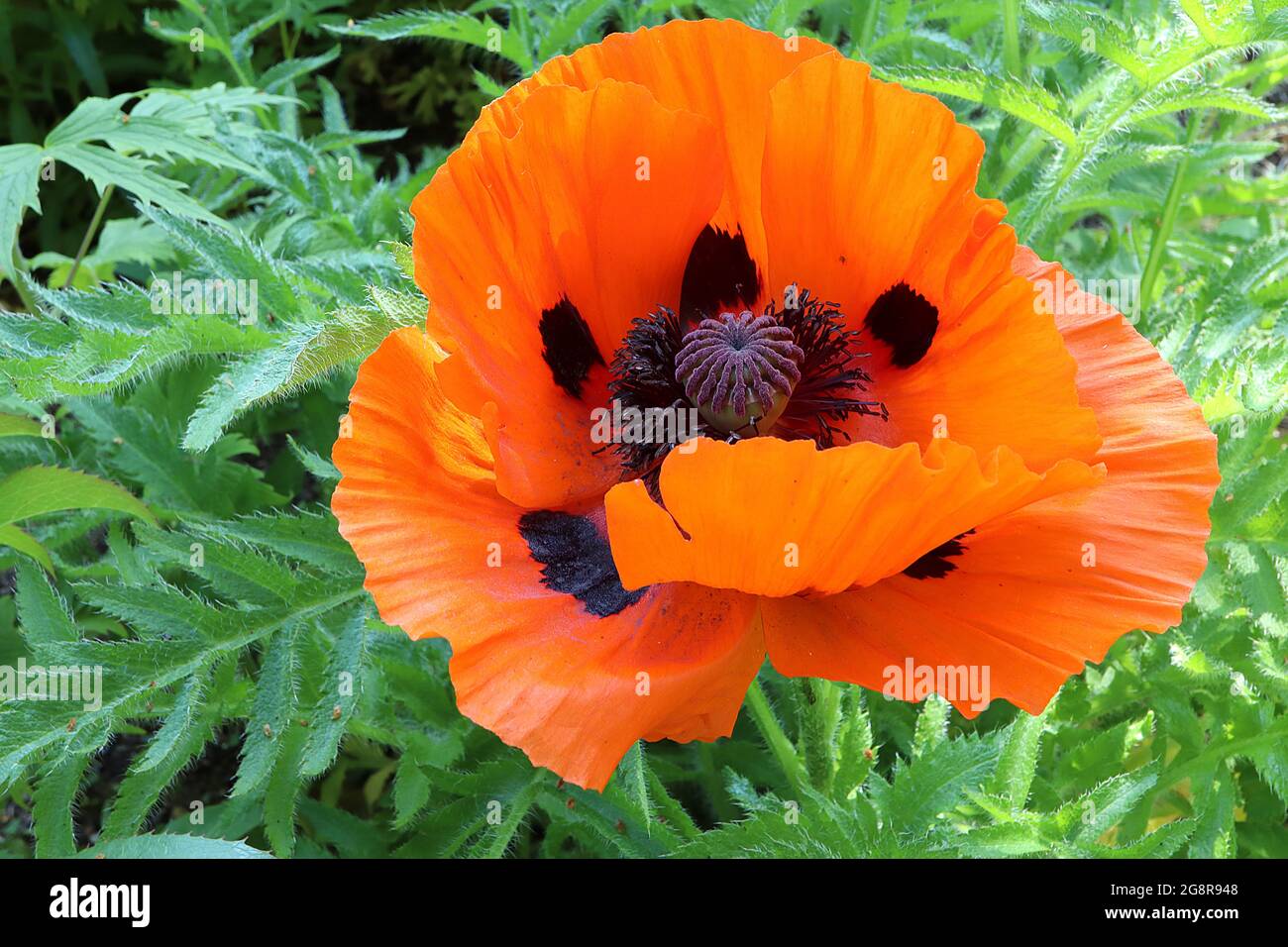 Black marks hi-res stock photography and images - Alamy