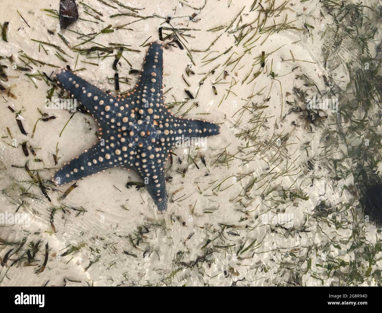 Top view of a starfish on white sand and sea grass in shallow water ...