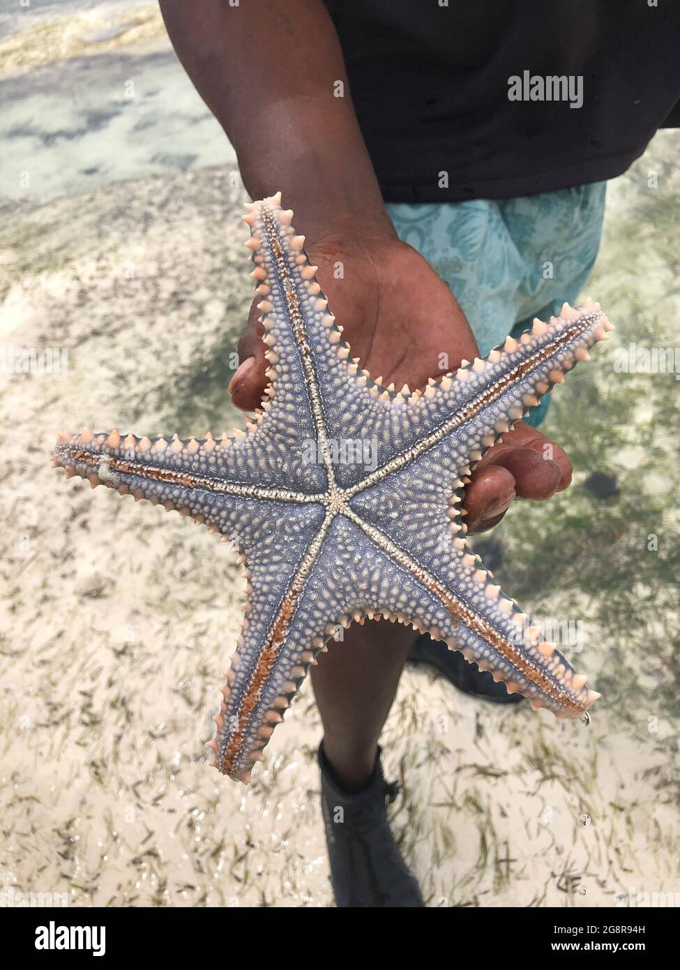 A man's hand holds a live, large beautiful and bright starfish in his ...