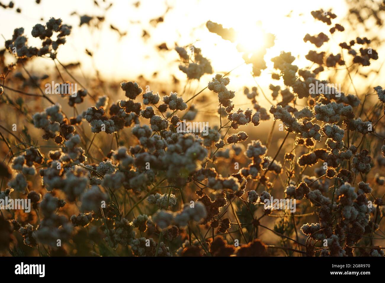 Hemet california hi-res stock photography and images - Alamy