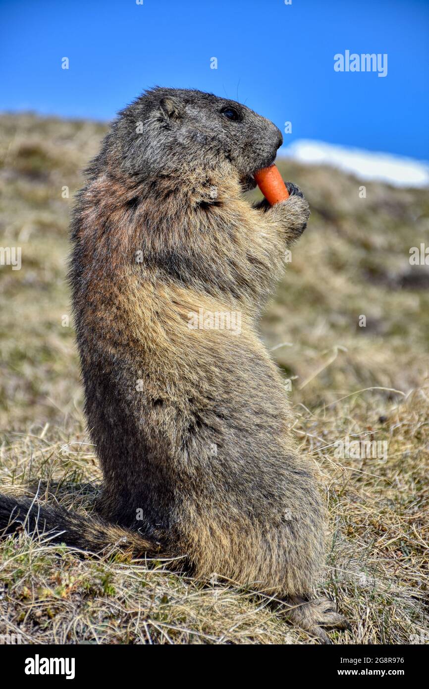 Murmeltier, Murmeltiere, Mankei, Munggen, Nagetier, Erdhörnchen ...