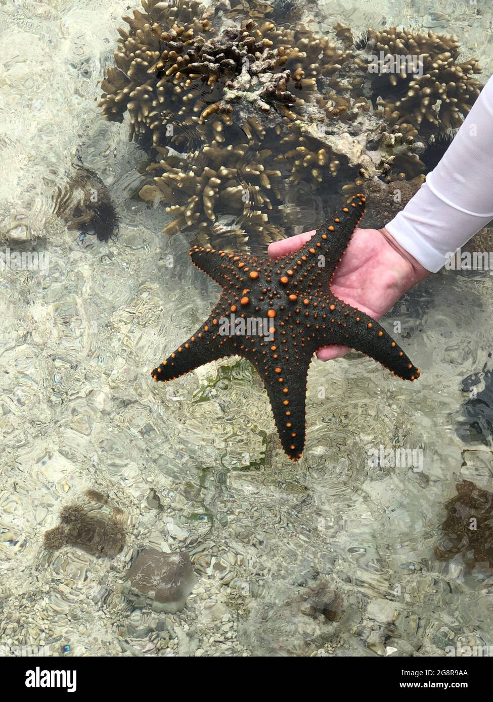 A man's hand holds a live, large beautiful and bright starfish in his ...