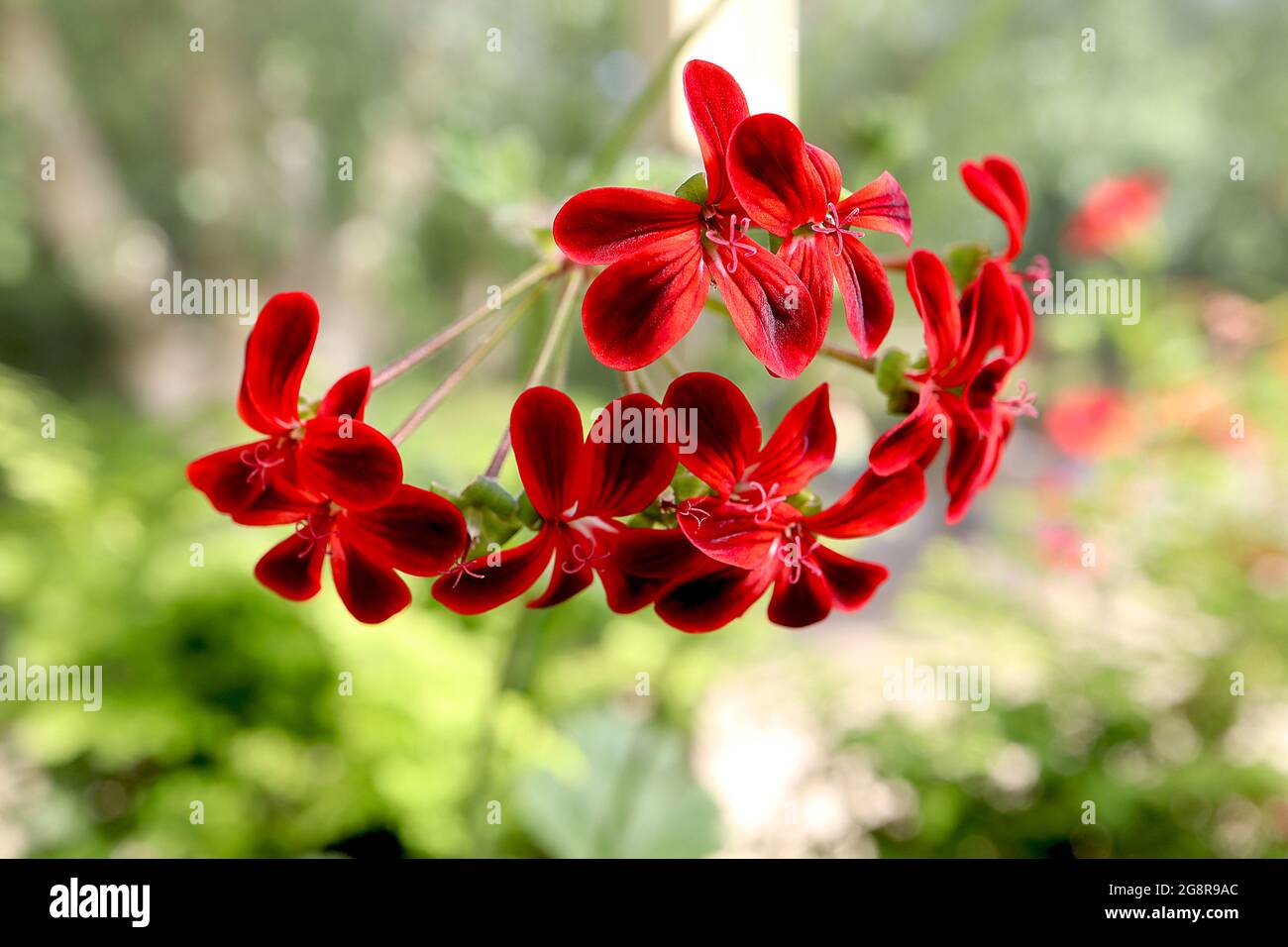 Pelargonium ‘Ardens’ Scarlet red flowers with maroon markings on ...