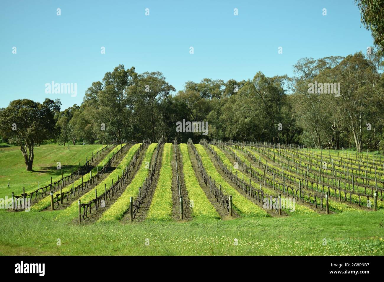 Grapevines australia hi-res stock photography and images - Alamy
