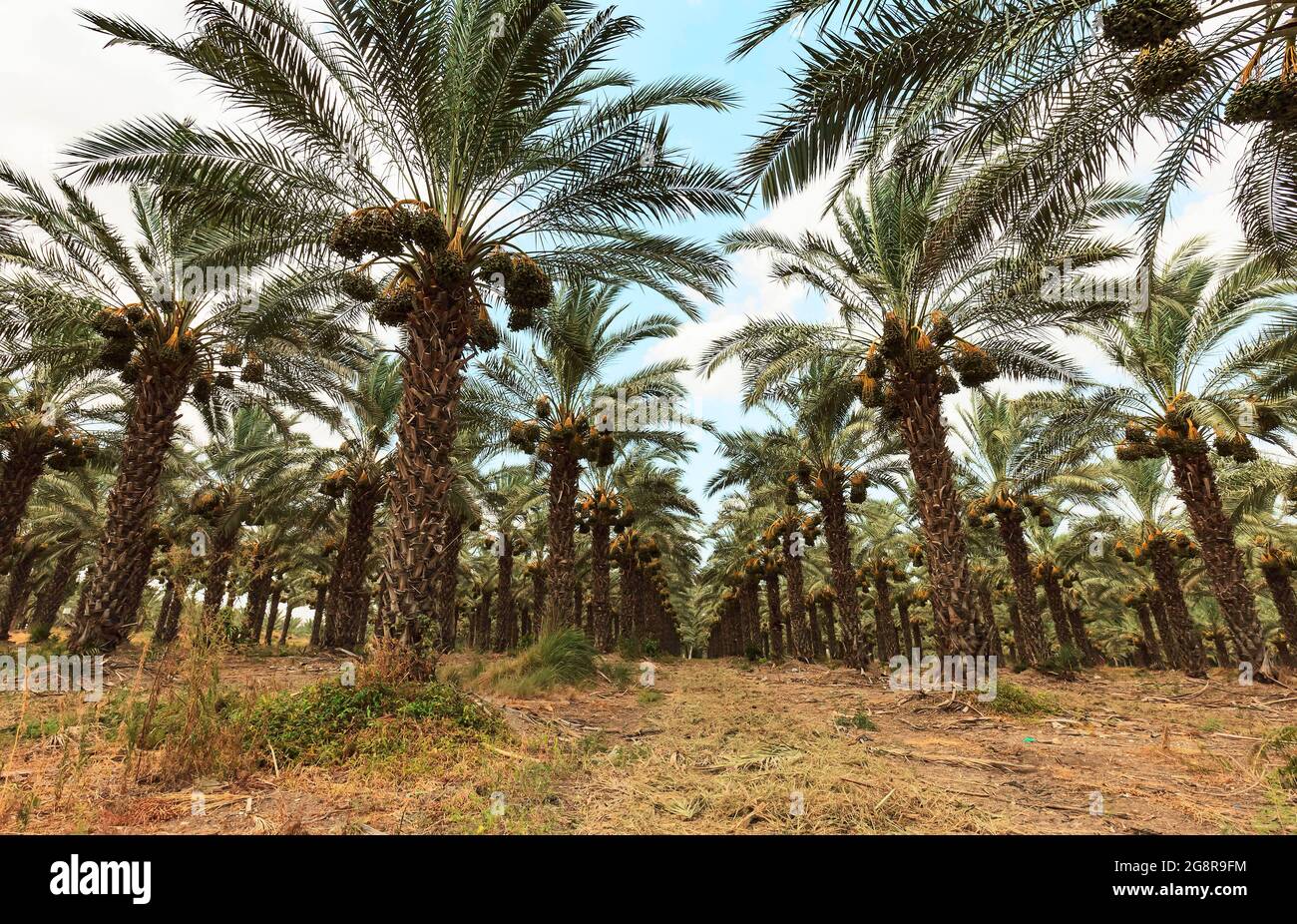 Date palm orchard hi-res stock photography and images - Alamy