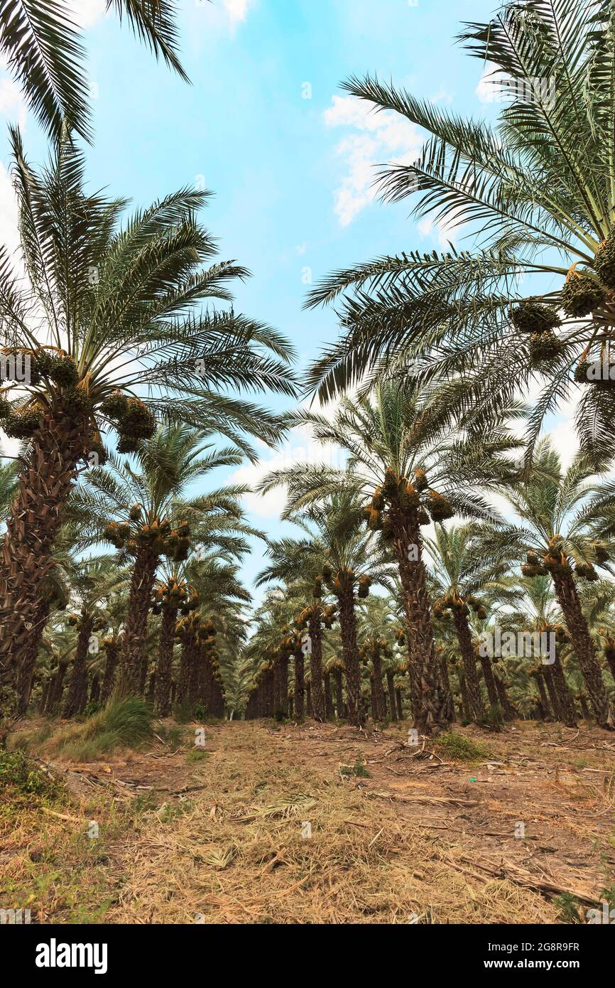 Orchard with palm date trees against a blue and cloudy sky Stock Photo ...