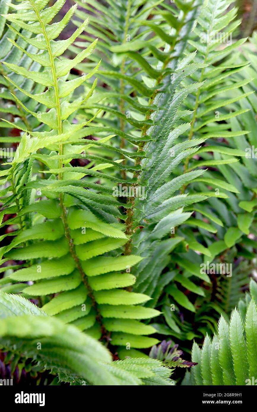 Polystichum munitum Western Sword Fern – fresh and dark green pinnate ...