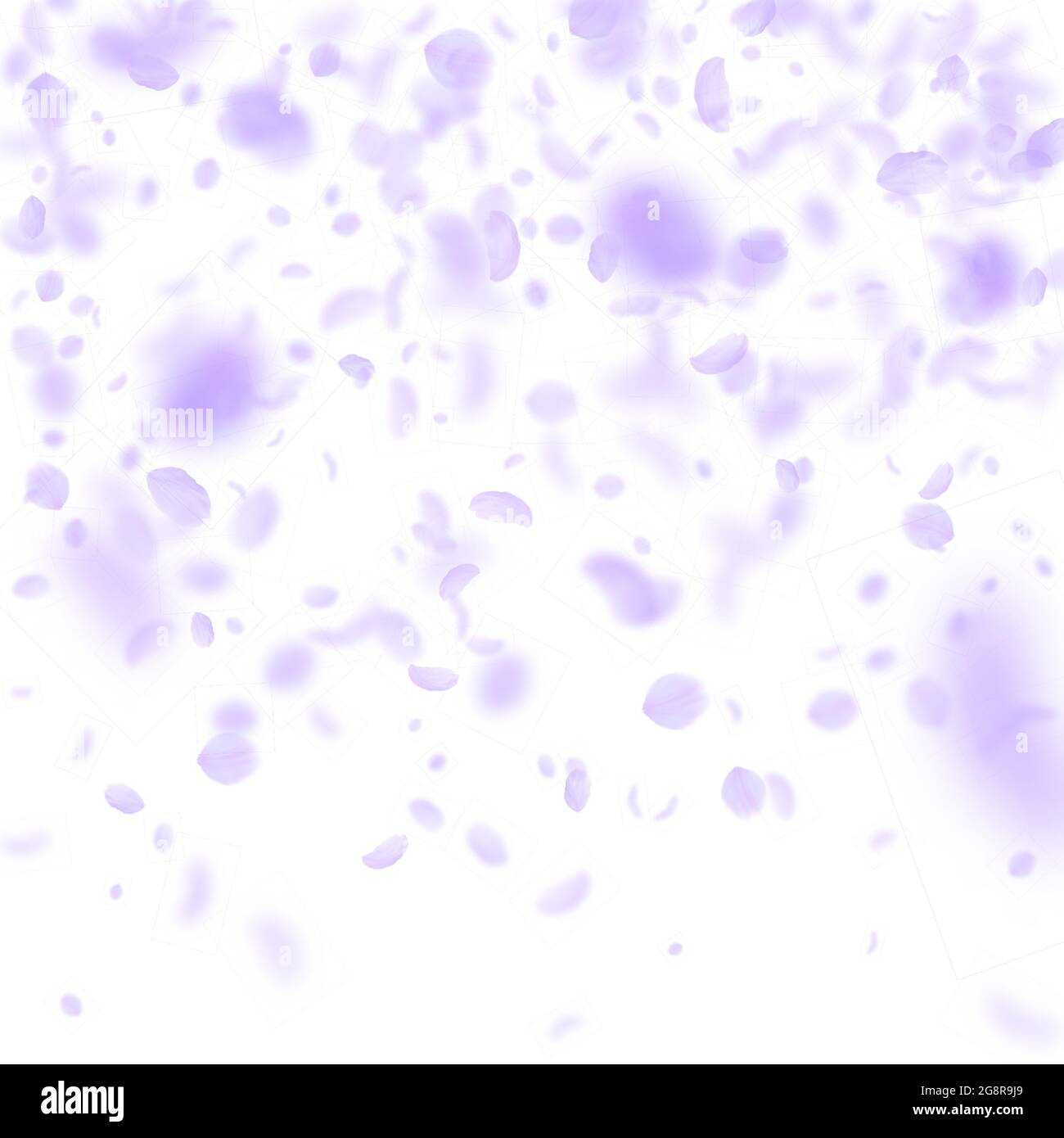 Violet flower petals falling down. Gorgeous romantic flowers gradient ...