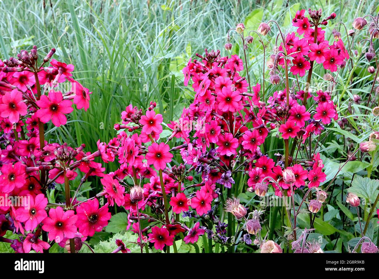 Japanese primrose millers crimson hi-res stock photography and images ...