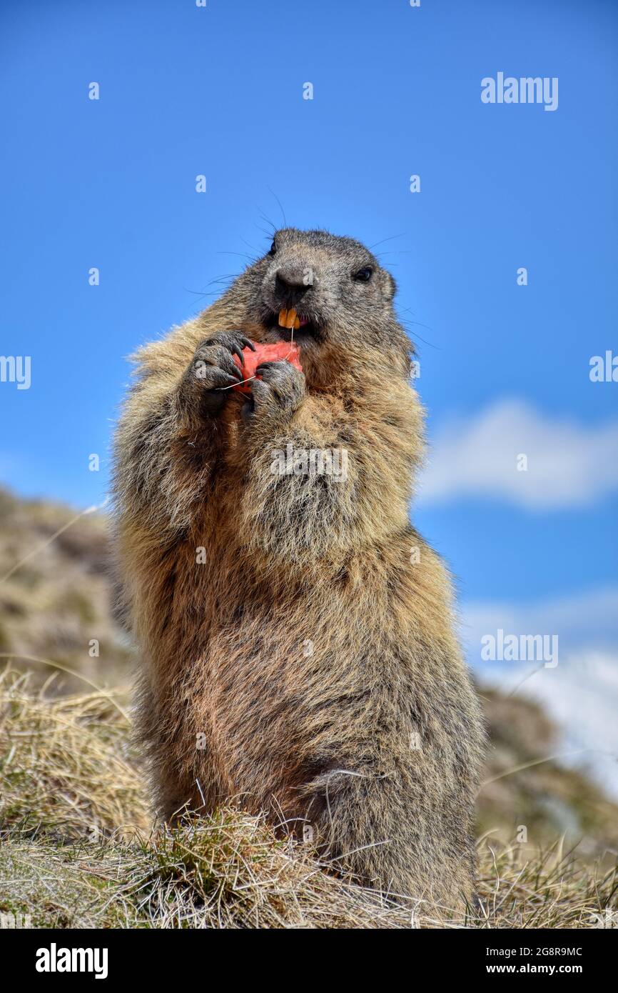 Murmeltier, Murmeltiere, Mankei, Munggen, Nagetier, Erdhörnchen ...