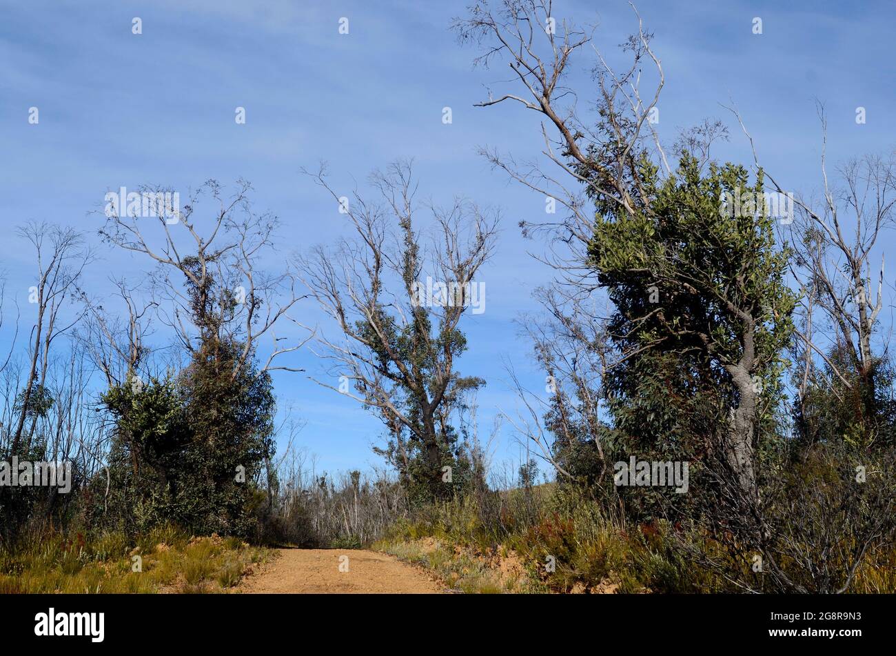 Mount Banks Summit Walk Stock Photo - Alamy