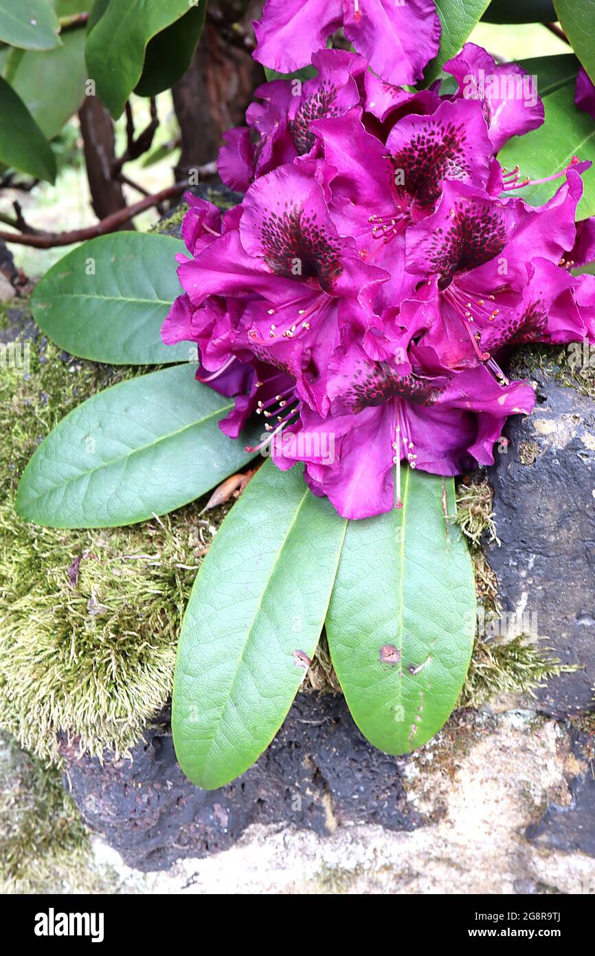 Rhododendron ‘Polar Night’ purple magenta funnel-shaped ruffled flowers ...