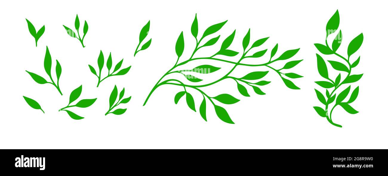 Tree branch with green leaves. Detailed vector plant, isolated on white ...