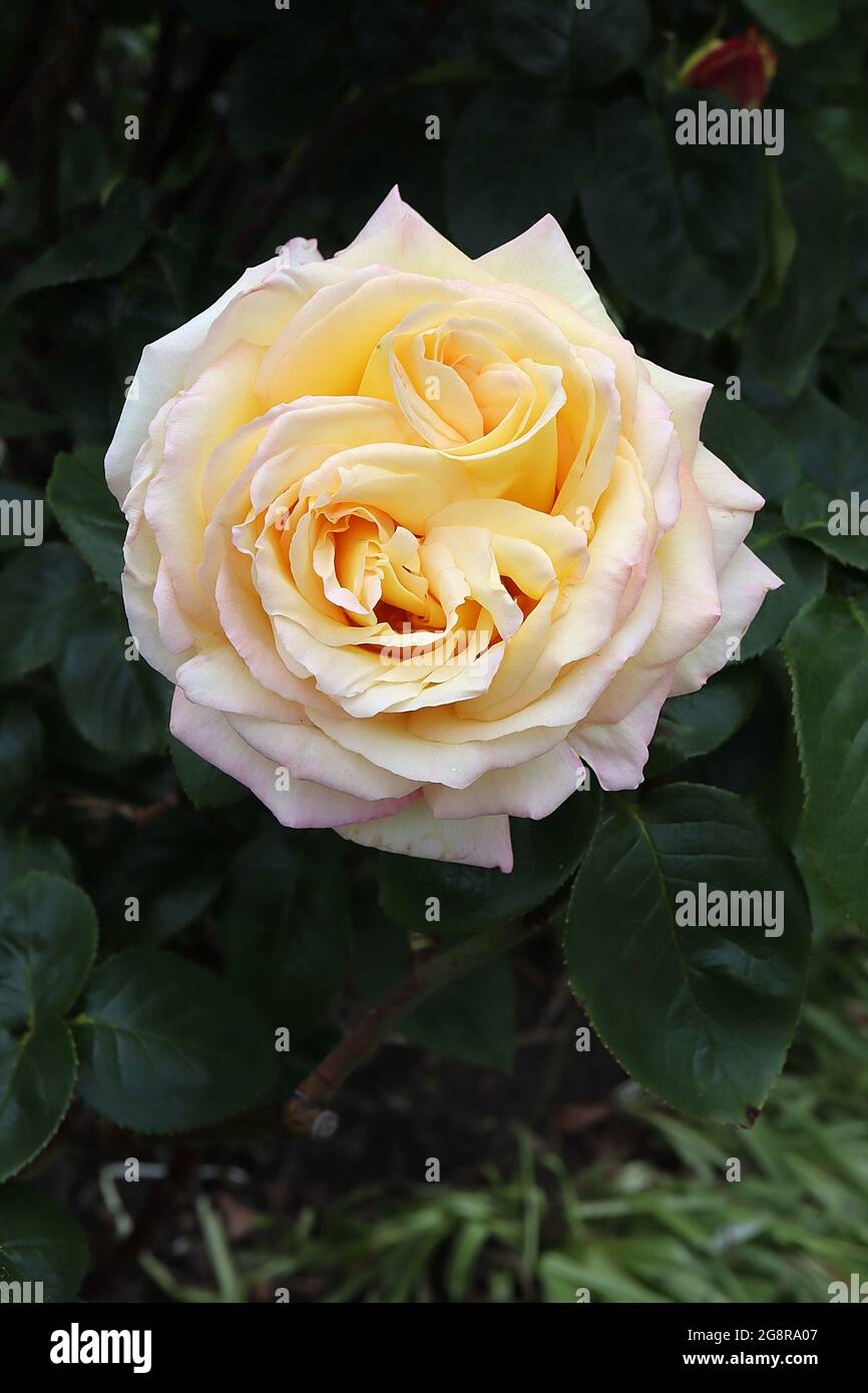 Peace Rose High Resolution Stock Photography and Images - Alamy