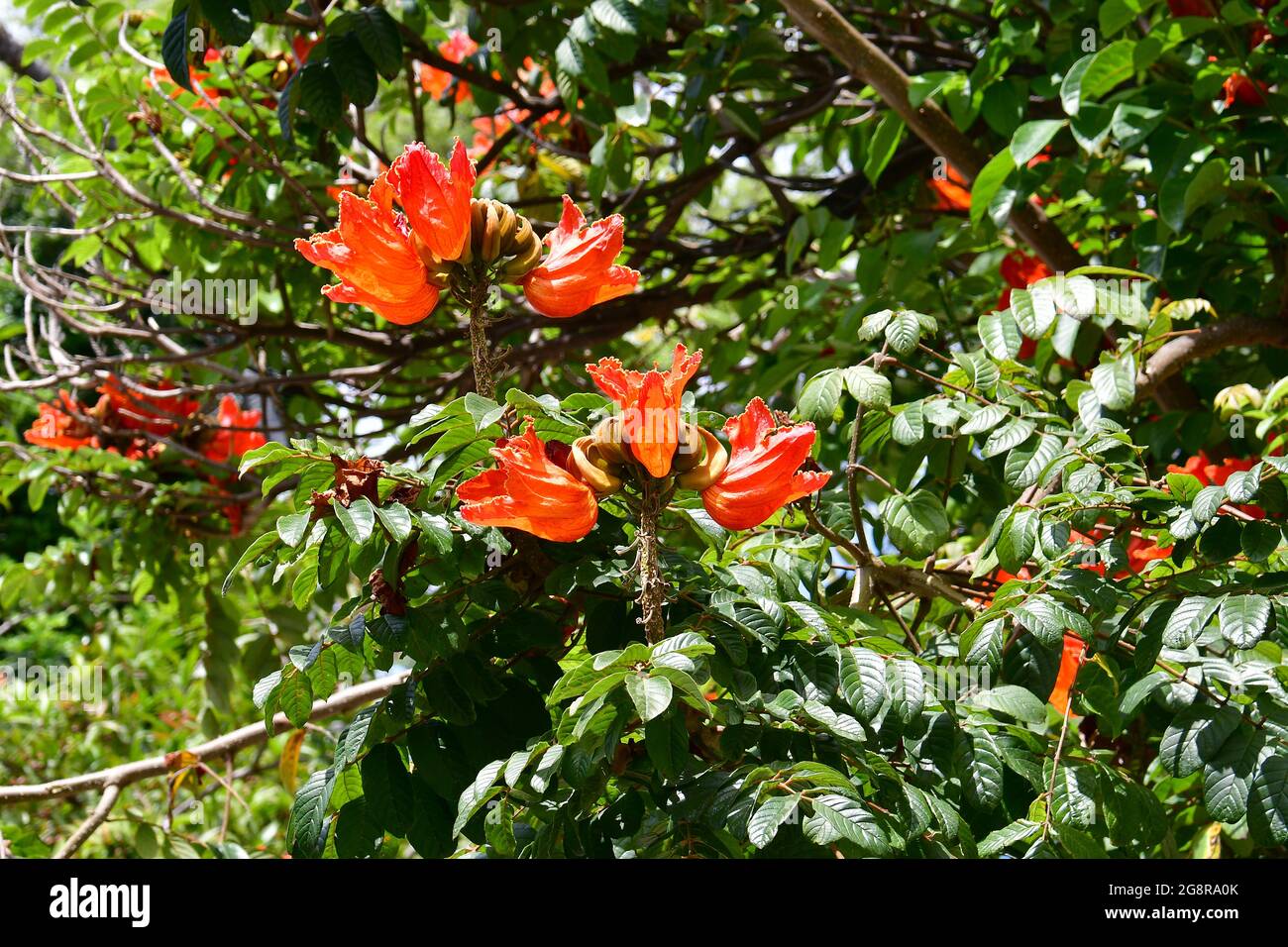 African tulip tree, Afrikanischer Tulpenbaum, Spathodea campanulata ...