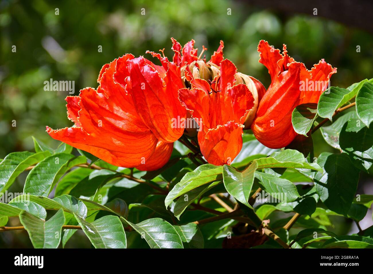 African Tulip Tree High Resolution Stock Photography and Images - Alamy