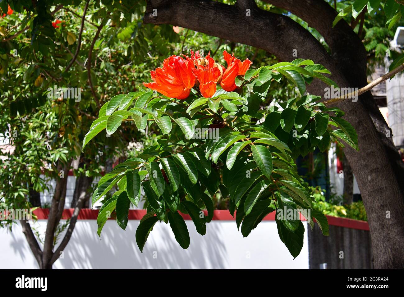 African tulip tree, Afrikanischer Tulpenbaum, Spathodea campanulata ...