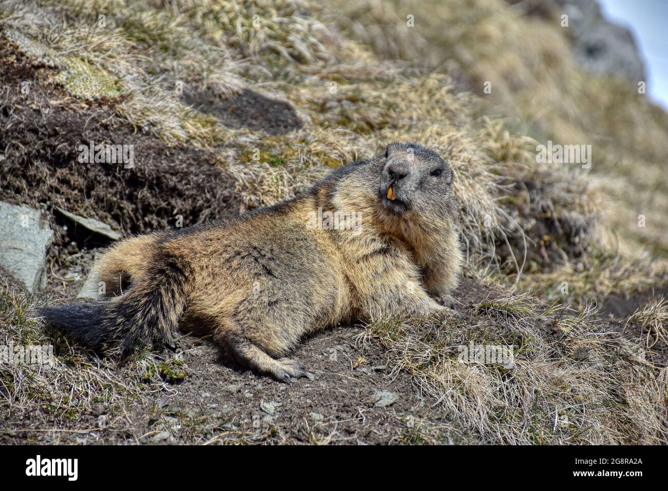 Murmeltier, Murmeltiere, Mankei, Munggen, Nagetier, Erdhörnchen, Marmotini, Murmel ...