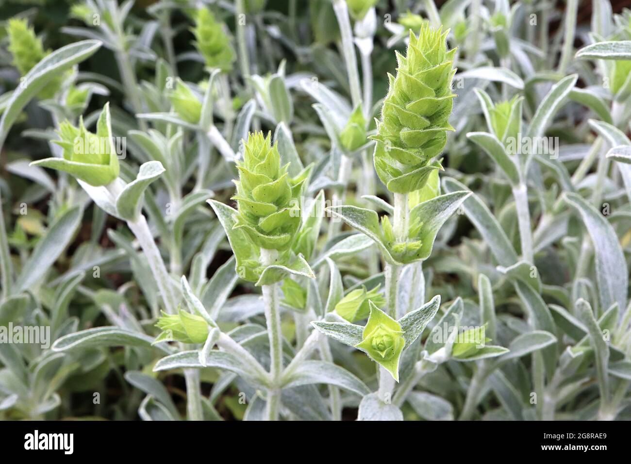 Sideritis syriaca Ironwort – tiered whorls of grey green and bright ...